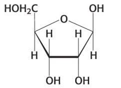 Lernkartei - Wichtige Moleküle Biologie II / ETHZ 3. Semester | LMS ...