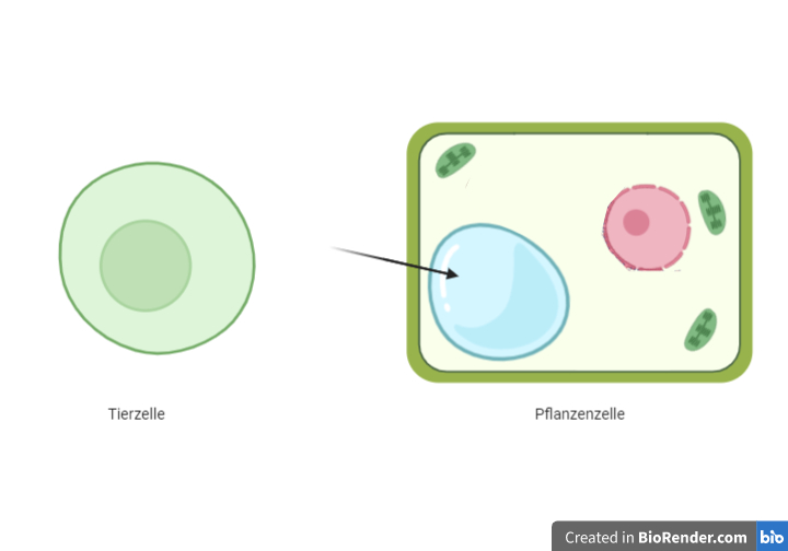 Flashcard - NUT Aufbau der Zelle | LMS | MemoCard